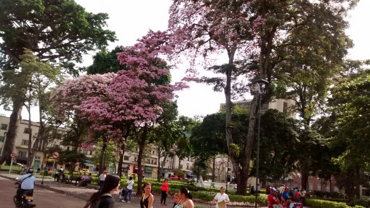[Galería] Ocobos en flor, un espectáculo natural en Ibagué - A La Luz ...