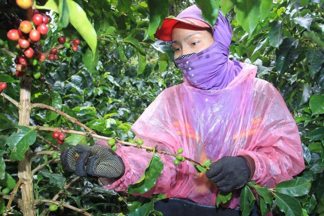 ¡Histórico fallo!: ordenan pensionar a humilde recolectora de café en ...