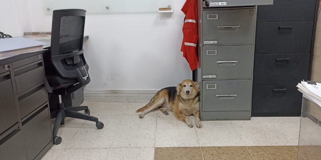 Gualí: la mascota del Banco de la República en Honda - A La Luz Pública ...